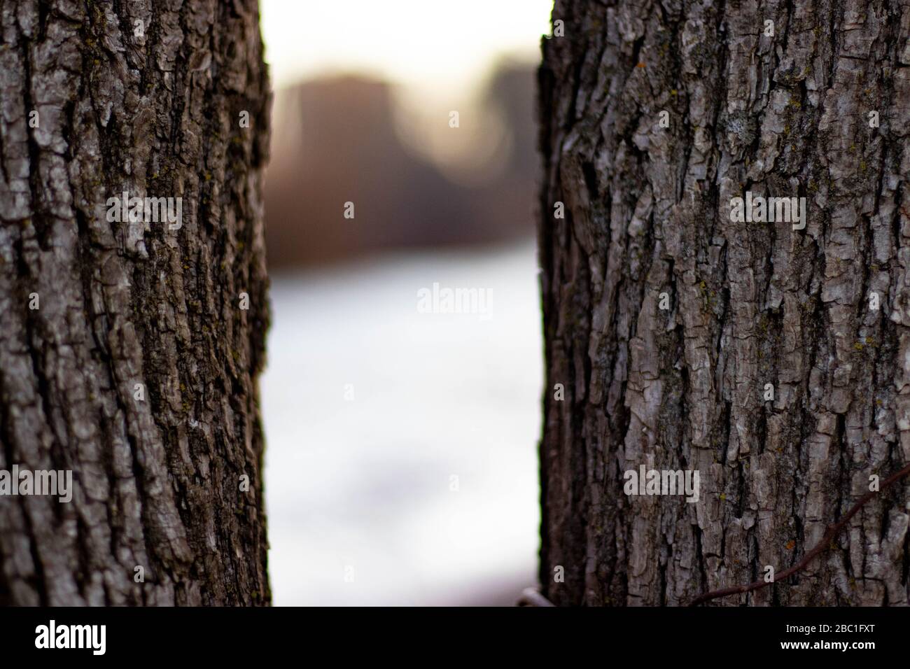 Parallel trunk hi-res stock photography and images - Alamy