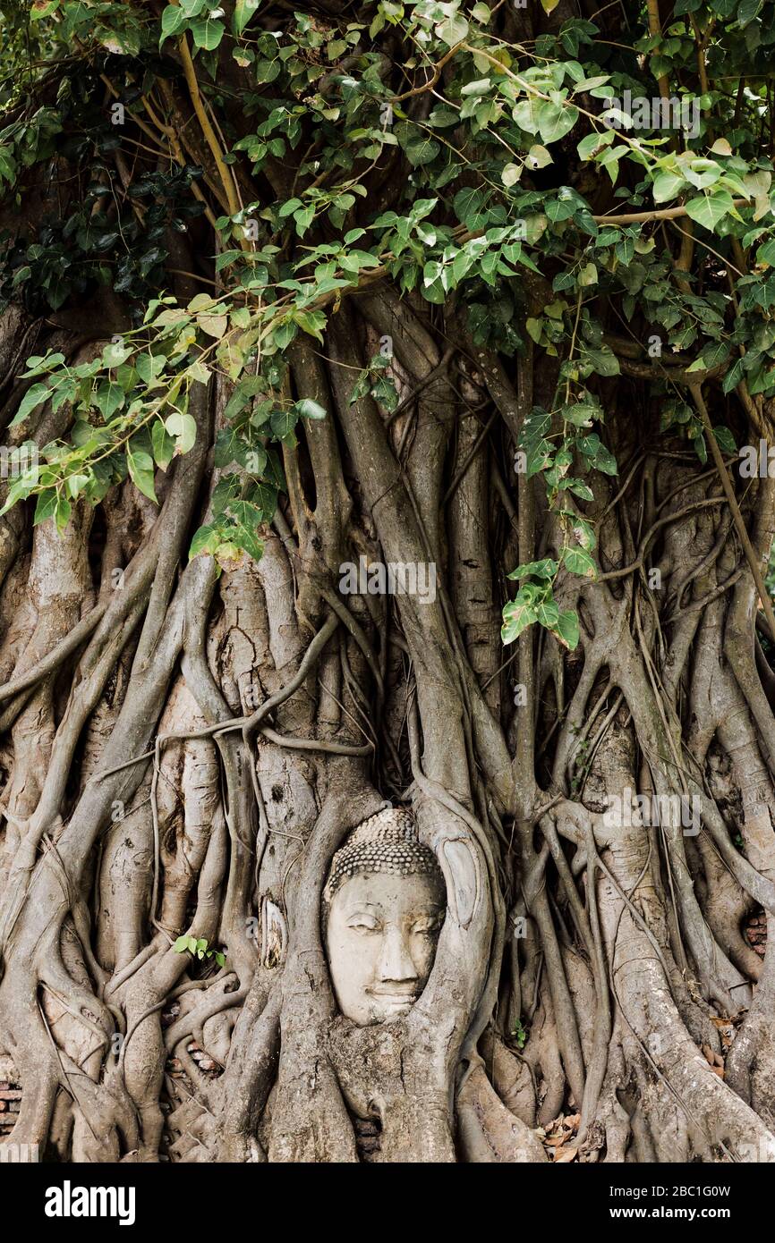 Hidden buddha tree growing ayutthaya hi-res stock photography and ...