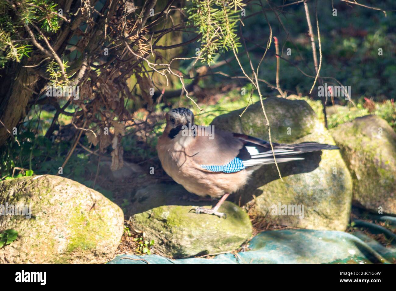 Eurasian jay, jay, acorn jay - a species of medium bird of the crow ...