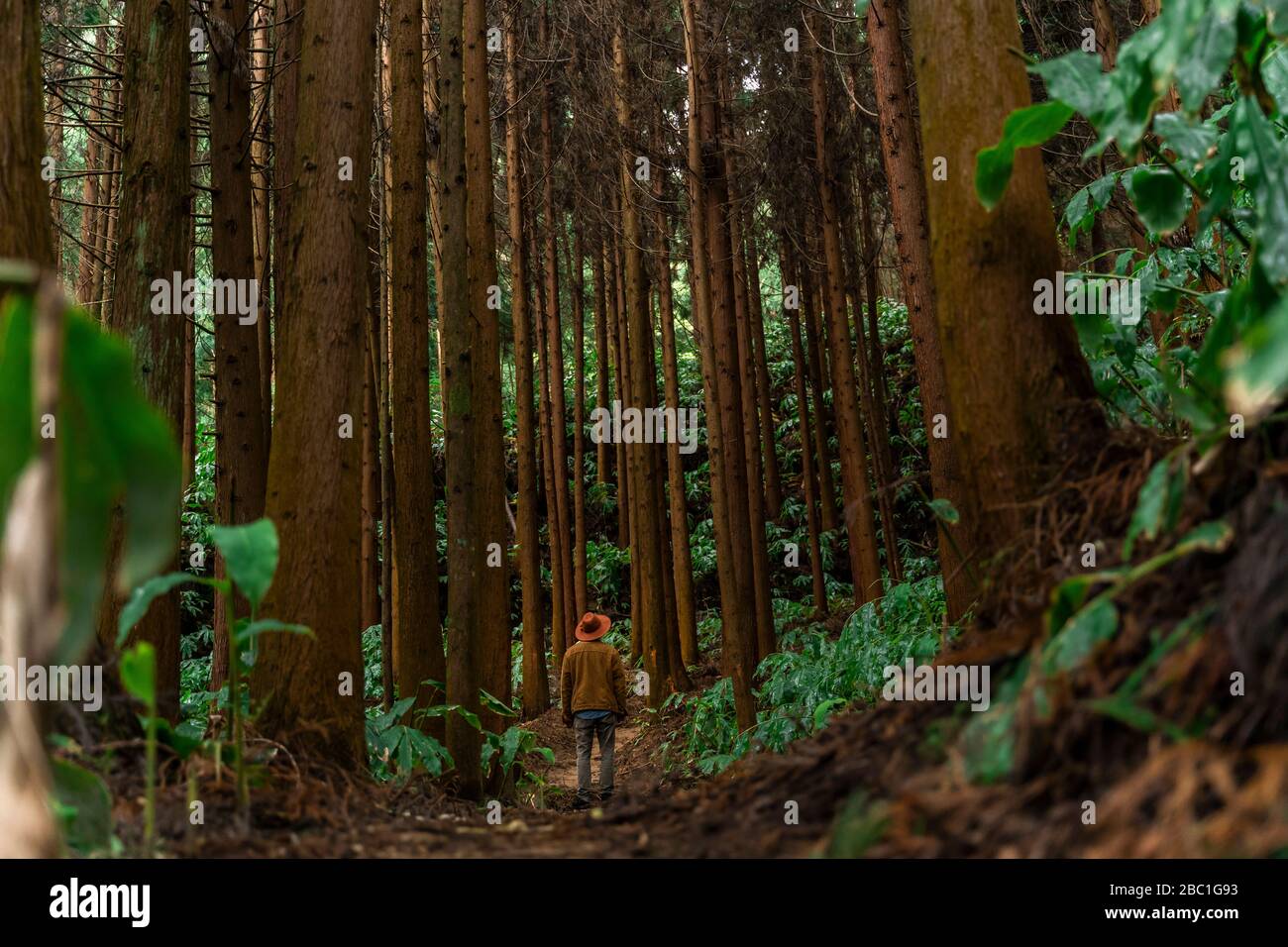Man standing forest path surrounded by trees hi-res stock photography ...