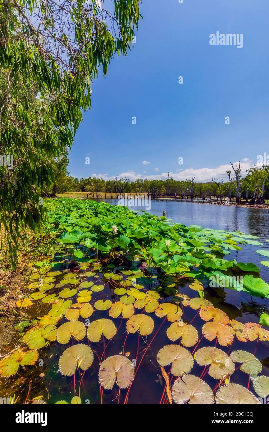 Australia, Queensland, Water lilies growing on lakeshore in summer ...