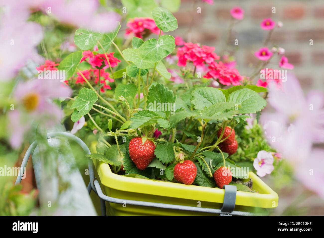 Strawberries and various flowers growing in window box during summer ...