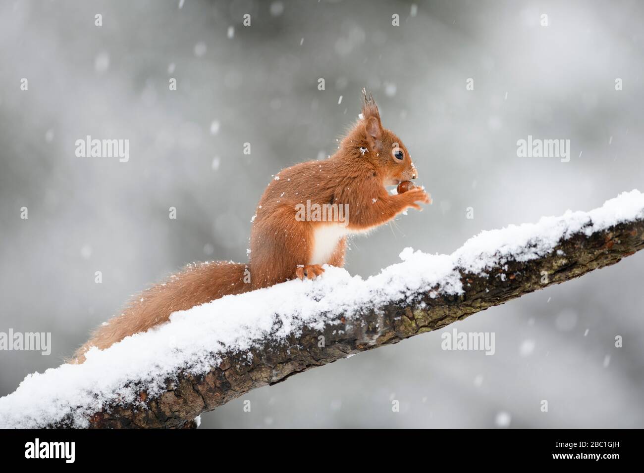 Eurasian red squirrel with hazelnut on snow-covered tree trunk Stock ...
