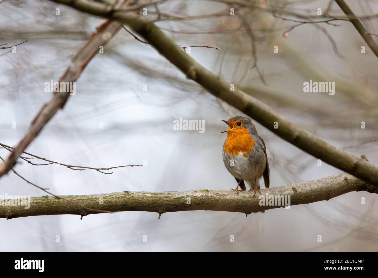 European robin (Erithacus rubecula) singing in the nature protection ...