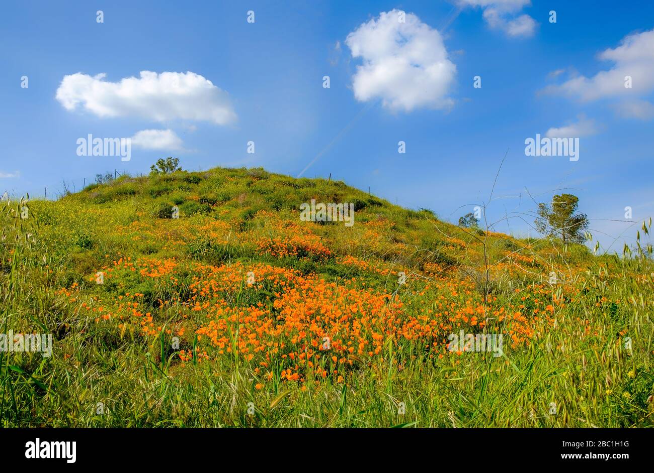 Wild flowers in full bloom in a meadow on a hill near Lake Elsinore ...