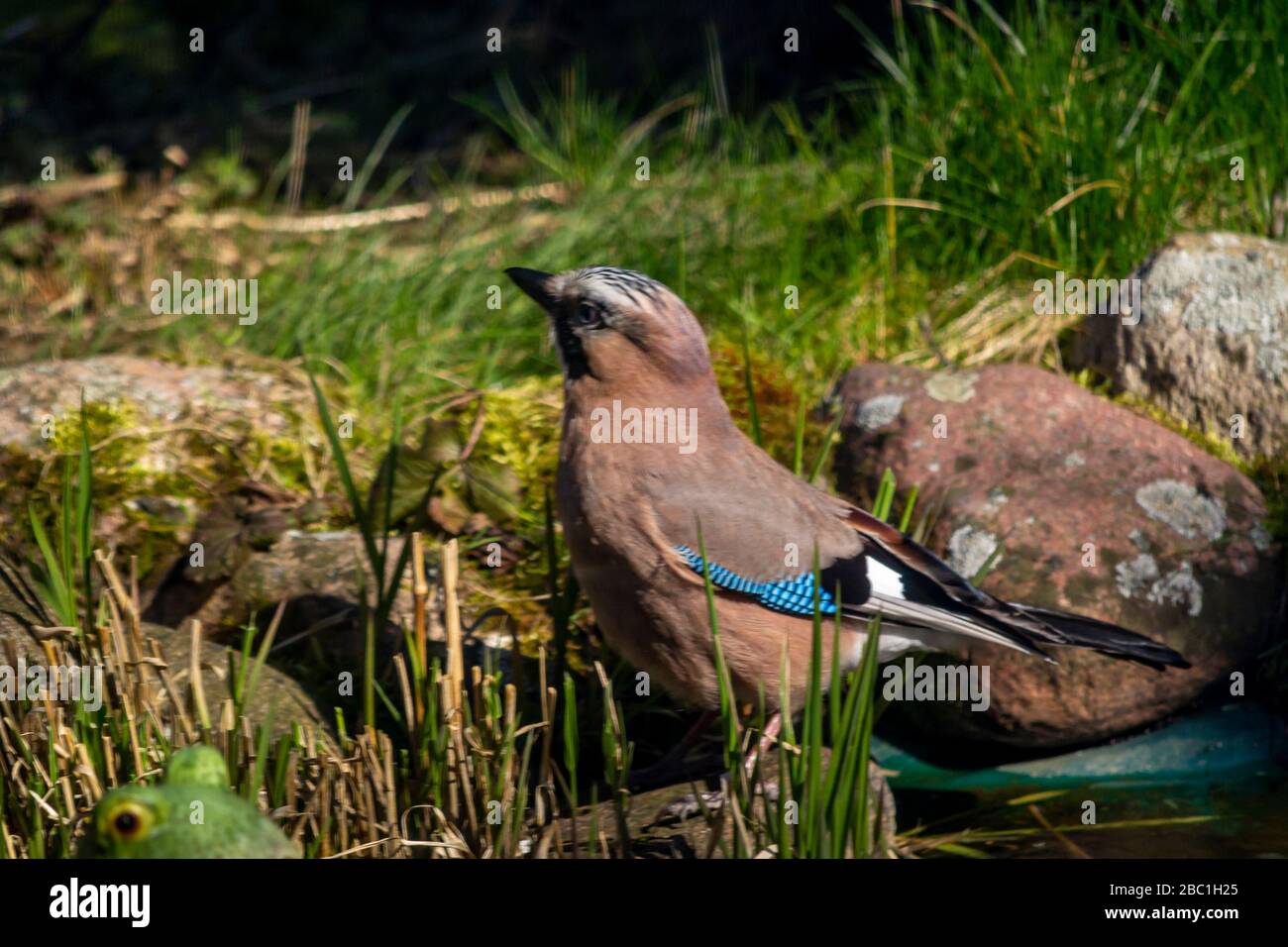 Eurasian jay, jay, acorn jay - a species of medium bird of the crow ...