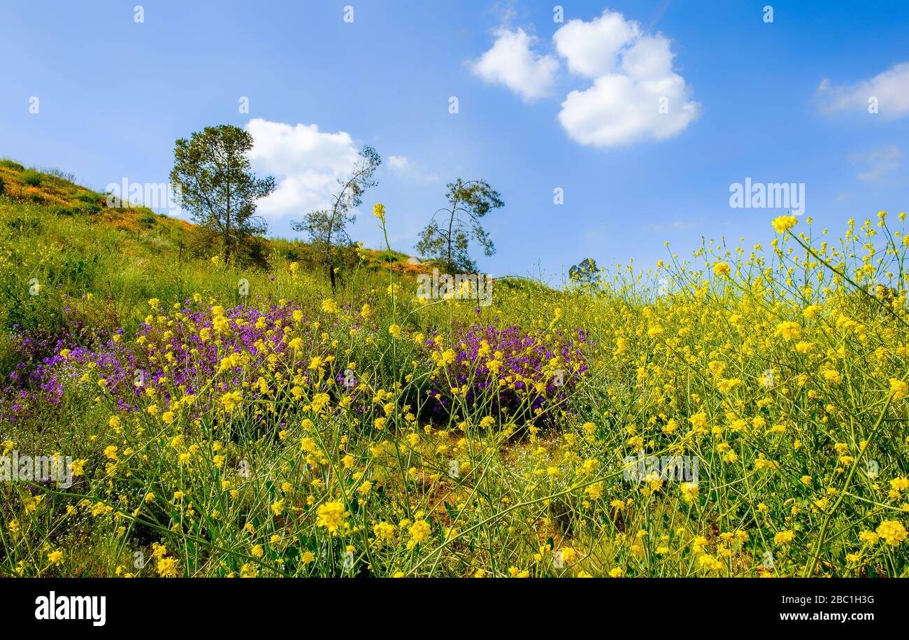 Colorful flowers on the hill hi-res stock photography and images - Alamy
