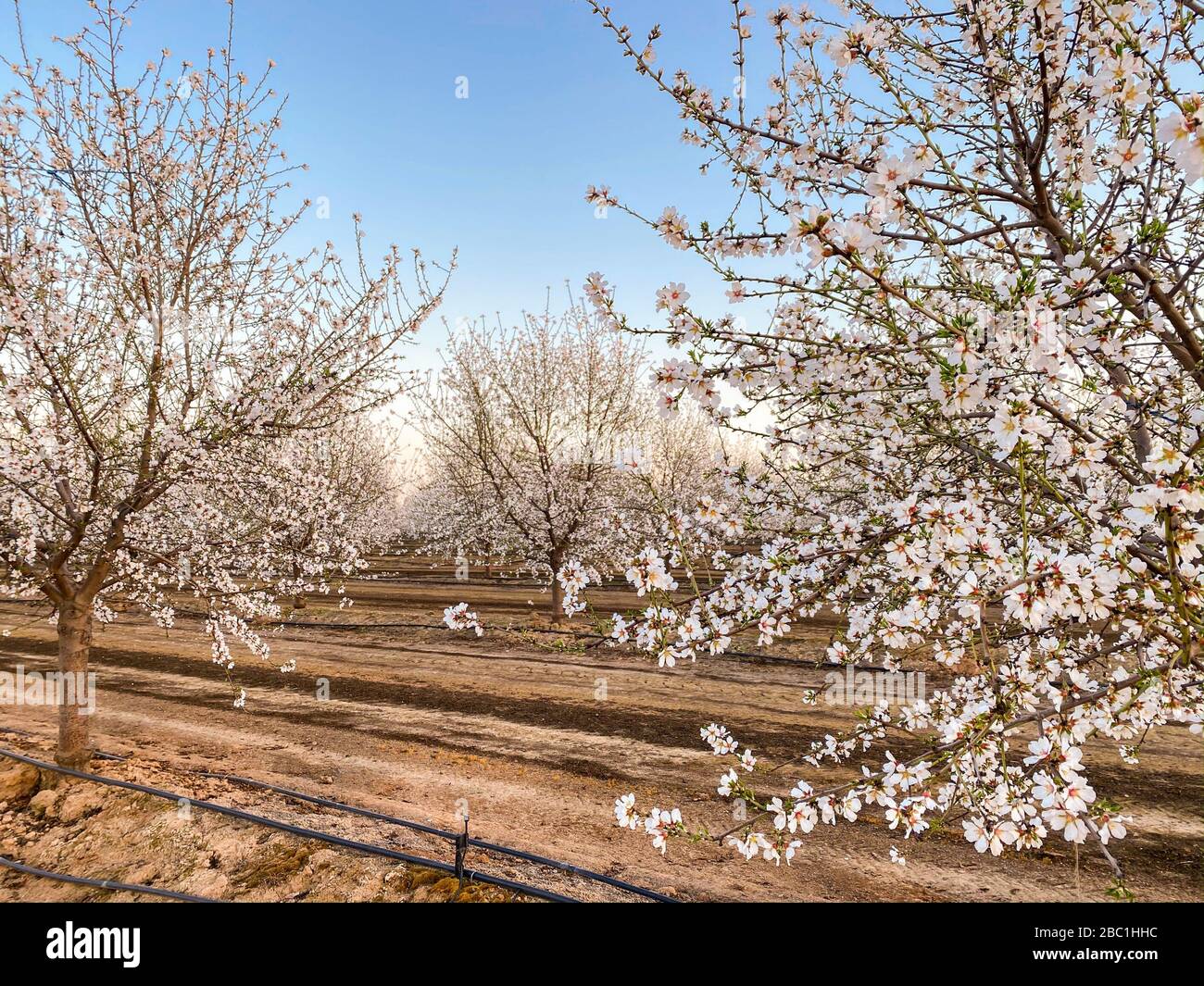 White apricot flower blossoms at sunset on Blossom Trail in Central ...