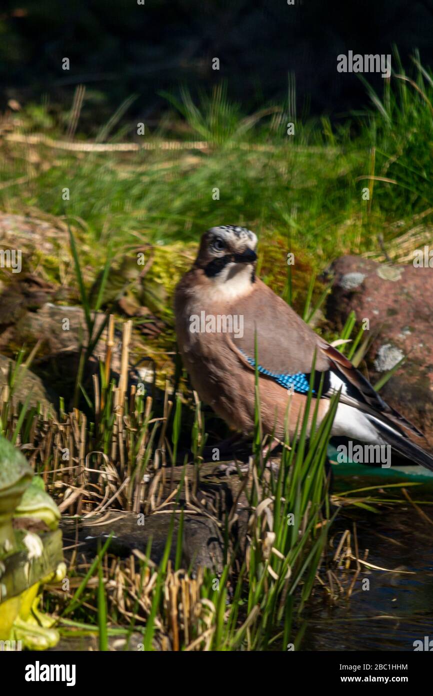 Eurasian jay, jay, acorn jay - a species of medium bird of the crow ...