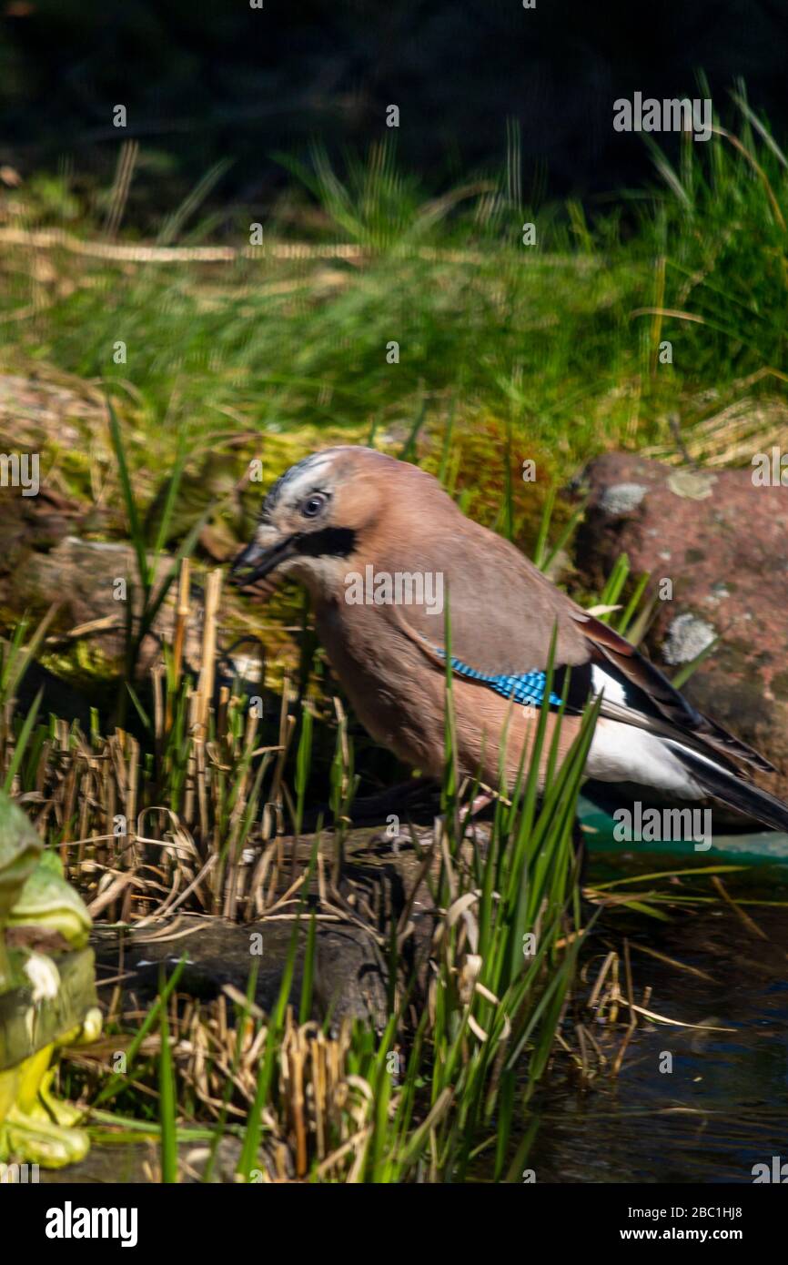 Eurasian jay, jay, acorn jay - a species of medium bird of the crow ...