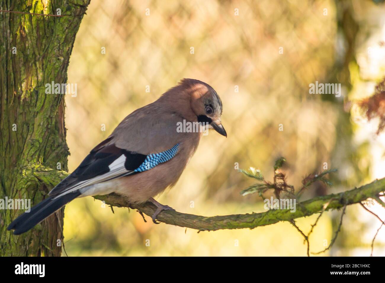 Eurasian jay, jay, acorn jay - a species of medium bird of the crow ...