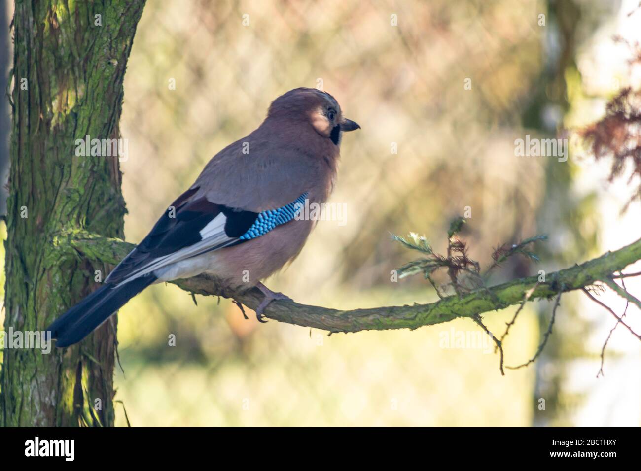 Eurasian jay, jay, acorn jay - a species of medium bird of the crow ...