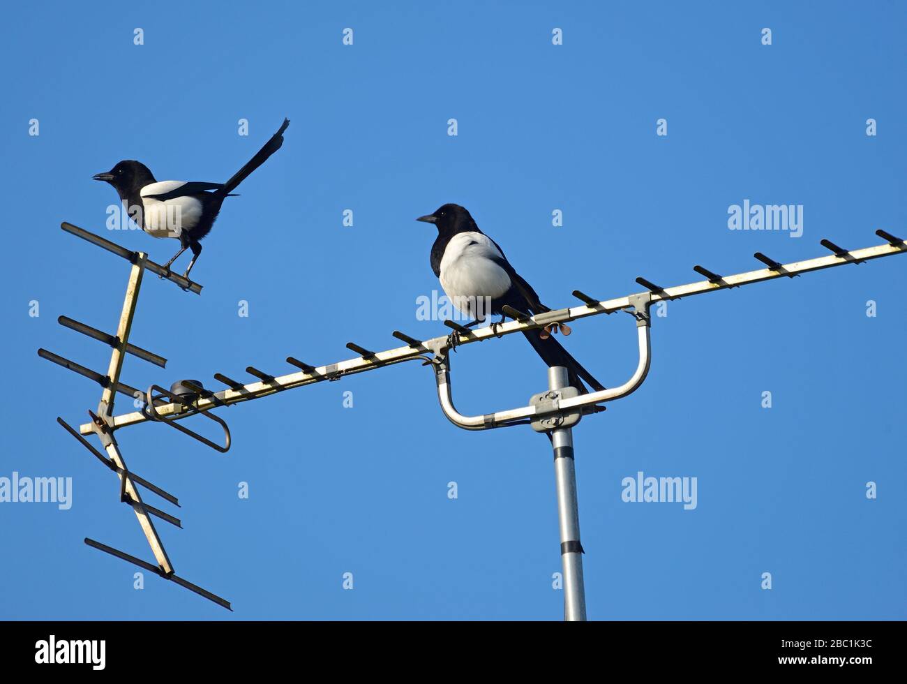 Two Magpies (Pica pica) sitting on a house's TV aerial. Kent, UK Stock ...