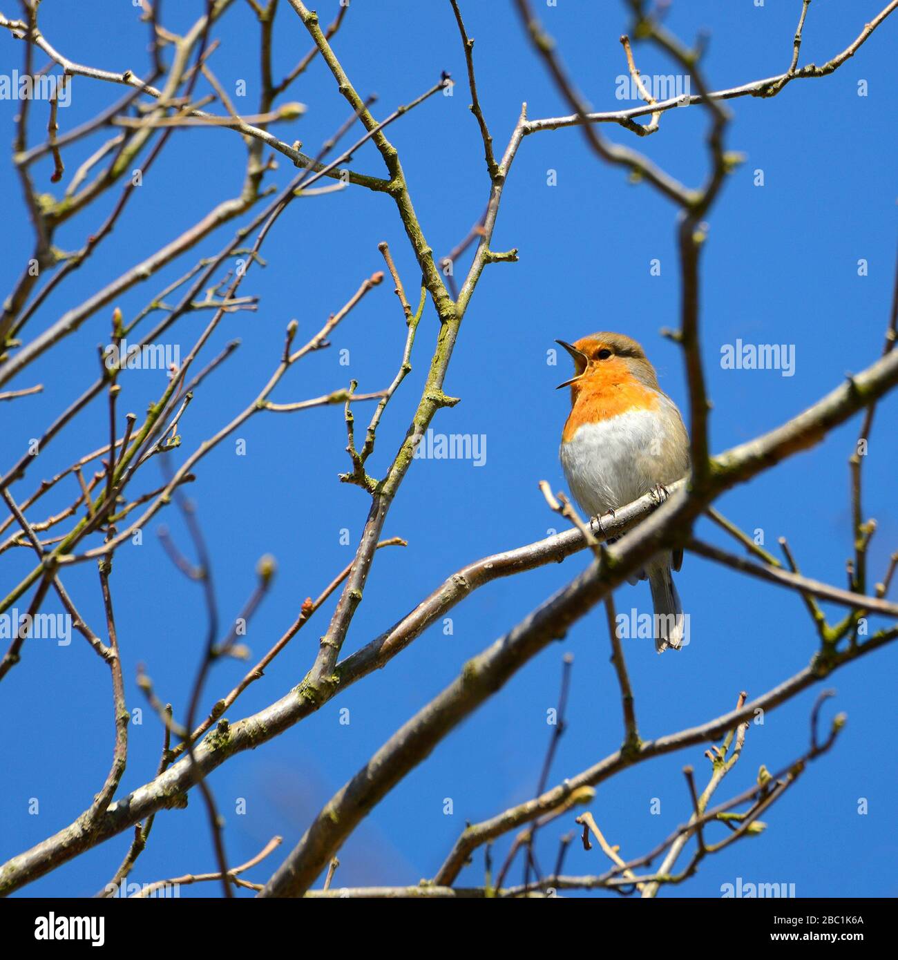 European Robin (Erithacus rubecula Stock Photo - Alamy