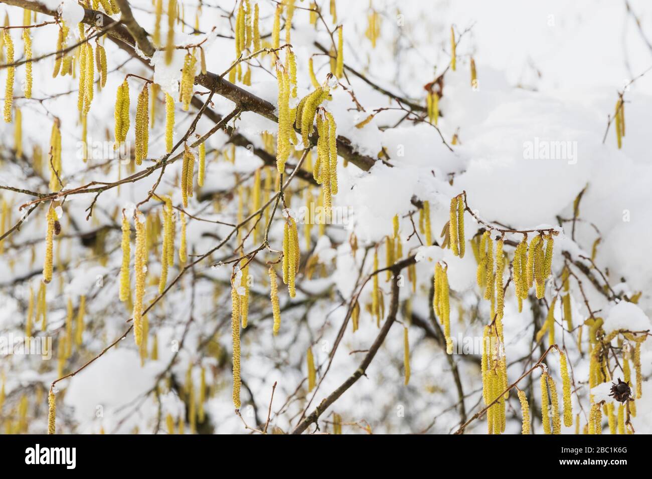 Snow-covered alder tree branch Stock Photo - Alamy