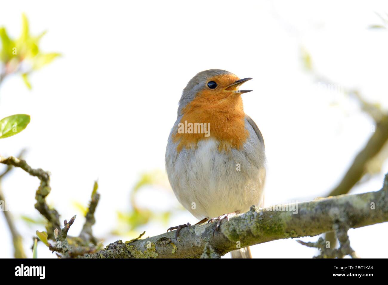 Robin with beak open hi-res stock photography and images - Alamy