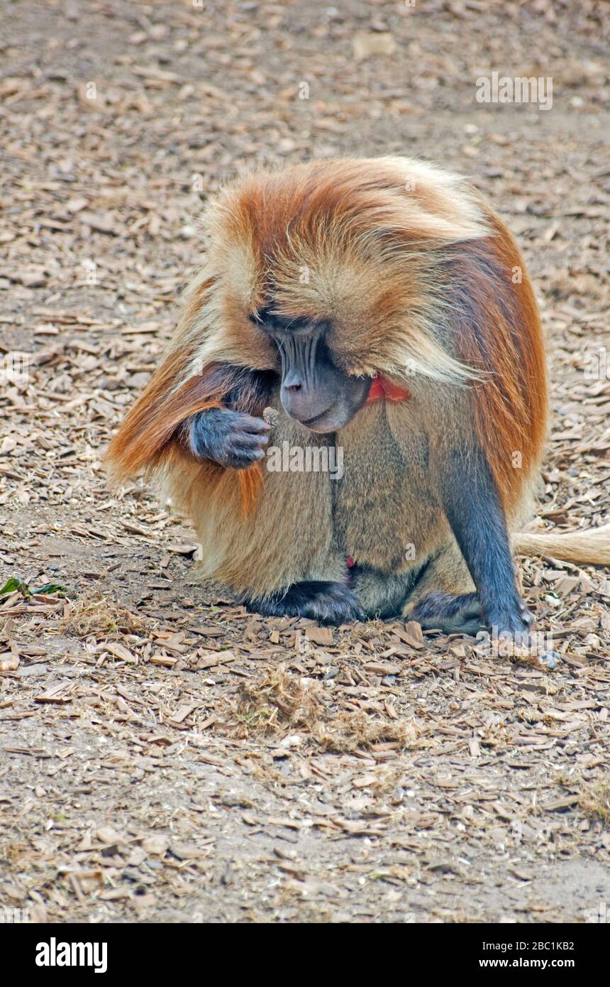 GELADA BABOON Thepithecus Gelada Ethiopia Africa Stock Photo - Alamy