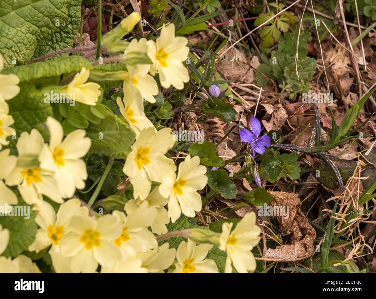Viola vulgaris hi-res stock photography and images - Alamy