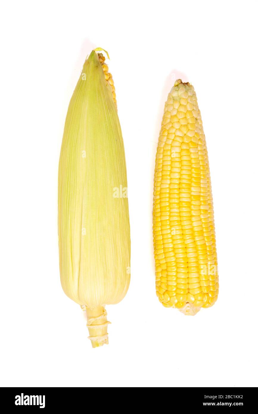 Sweet corn with leaves set isolated on white background,Creative layout ...