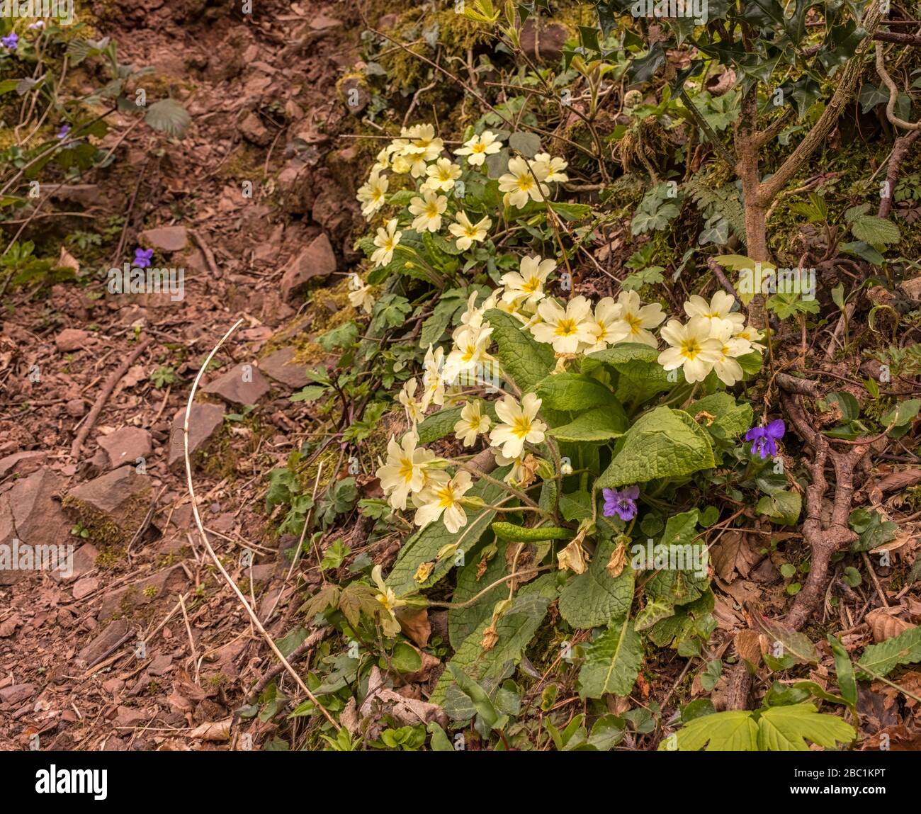 Viola vulgaris hi-res stock photography and images - Alamy