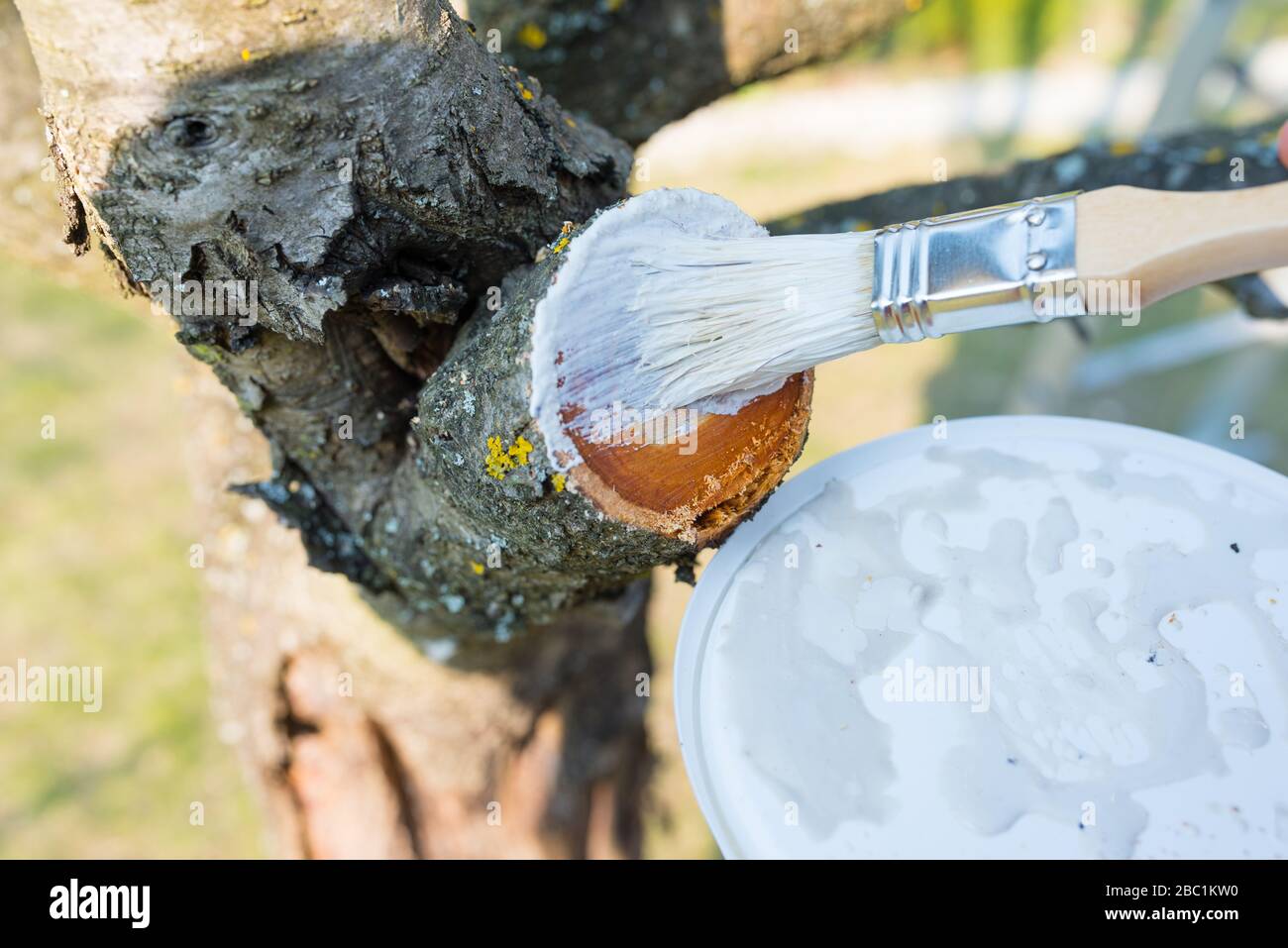 Protecting the pruned branch of the fruit tree - plum - with garden ...