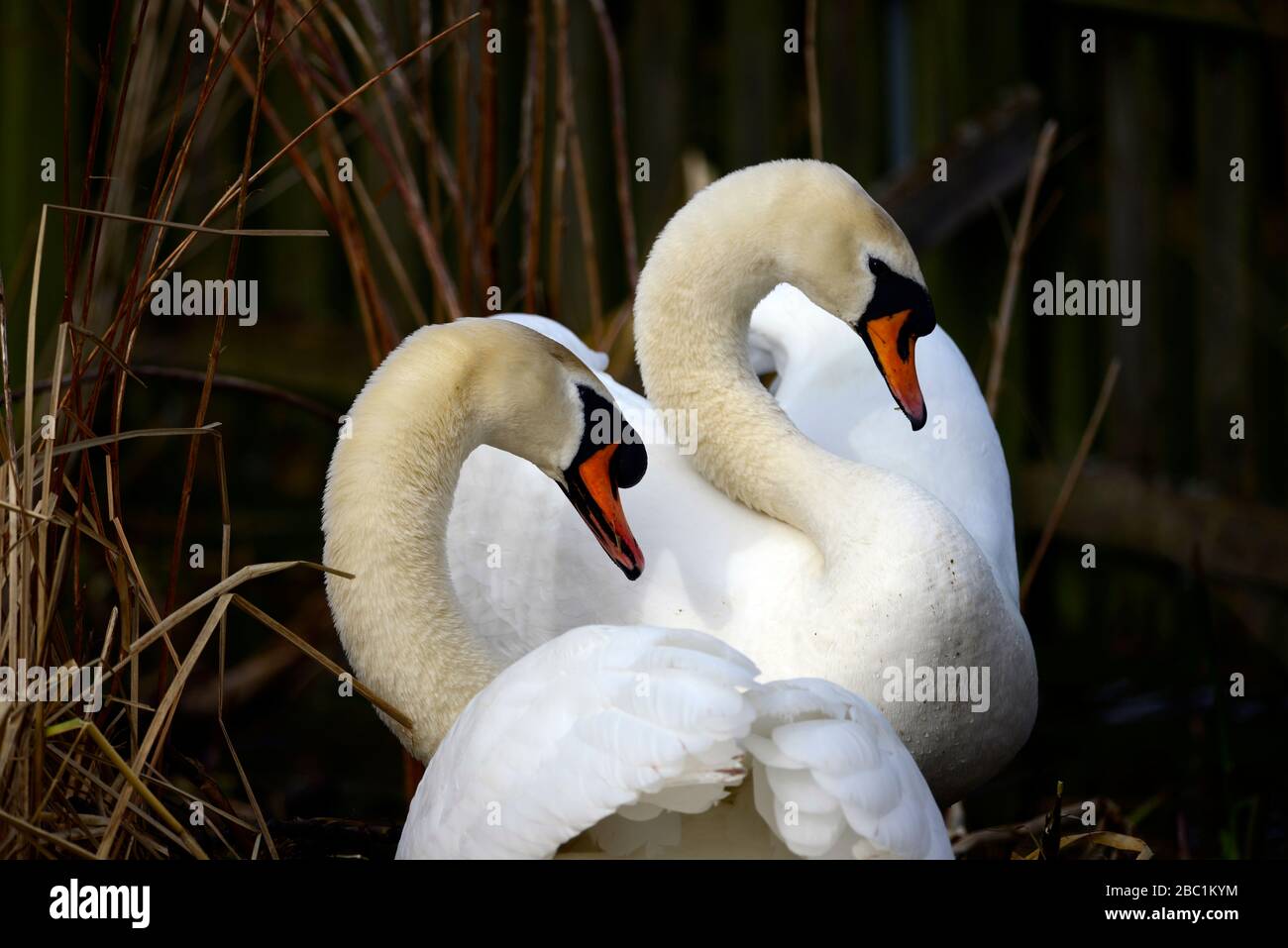 Inverleith conservation area hi-res stock photography and images - Alamy