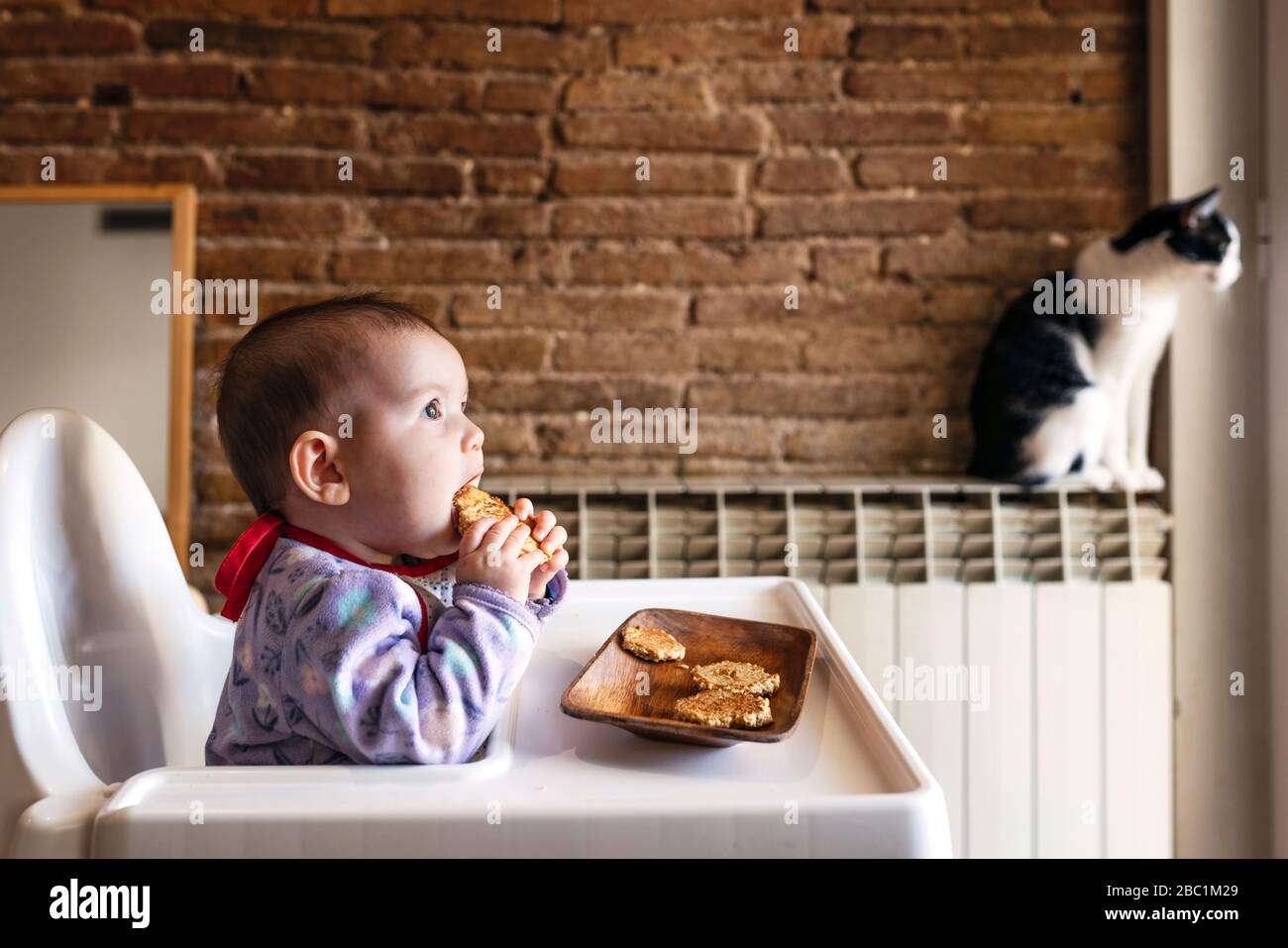 Baby girl sitting in high chair eating homemade oatmeal cookies with ...