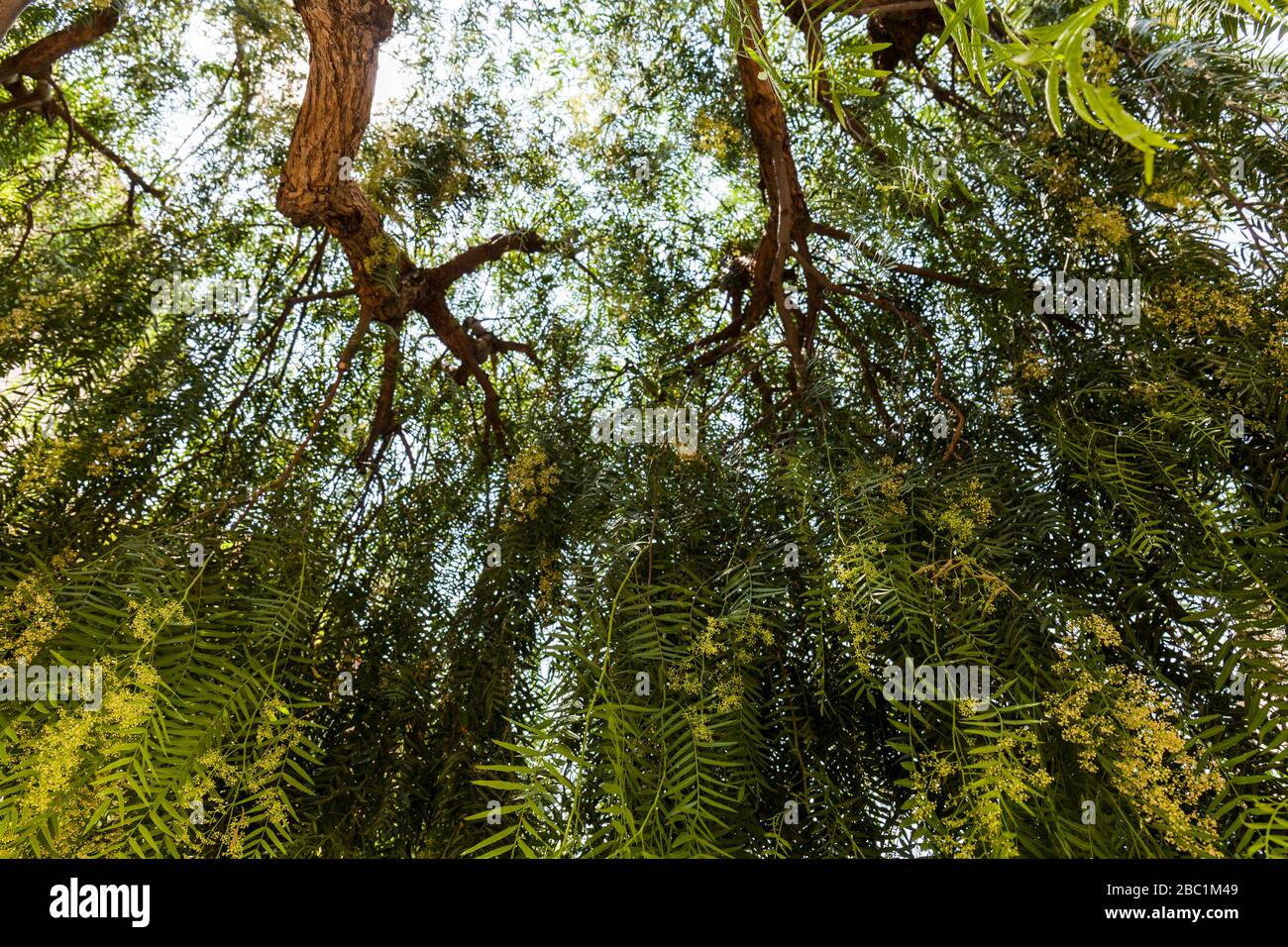 France canopies hi-res stock photography and images - Alamy