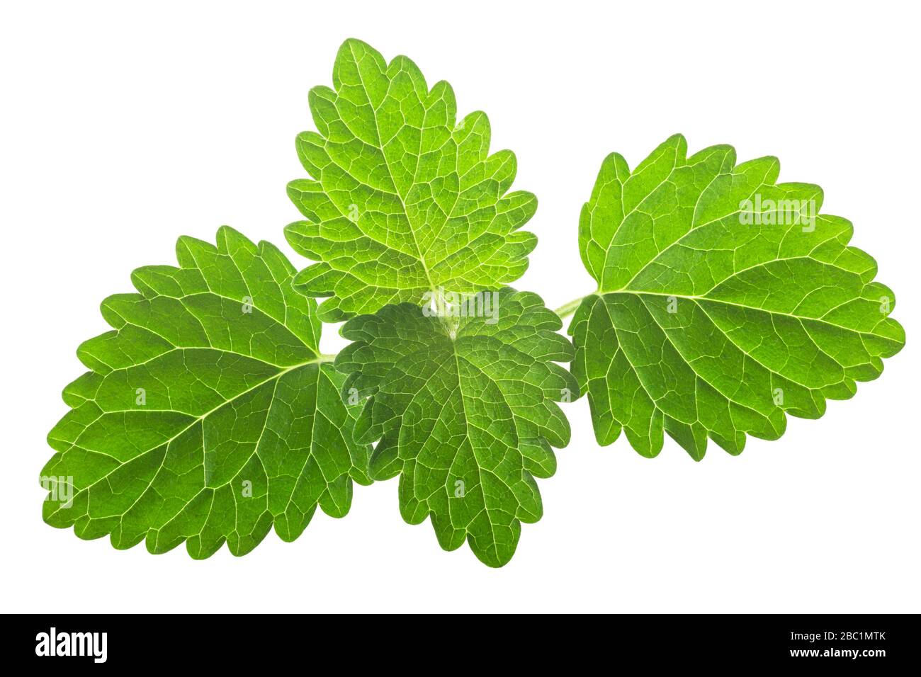 Lemon balm or mint balm leaves (Meliisa officinalis ) isolated Stock ...