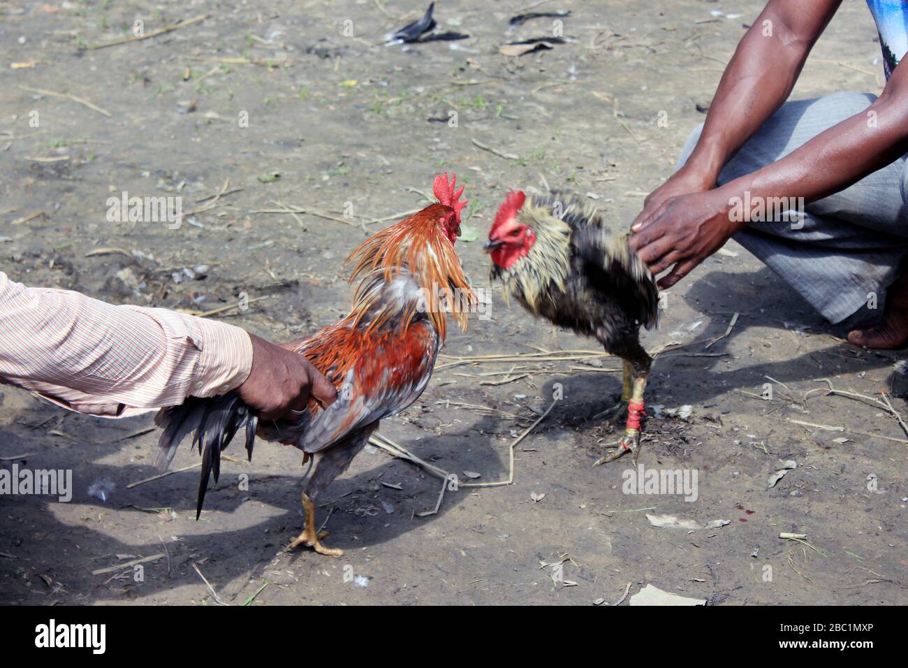 Chicken Flapping Wings High Resolution Stock Photography and Images - Alamy