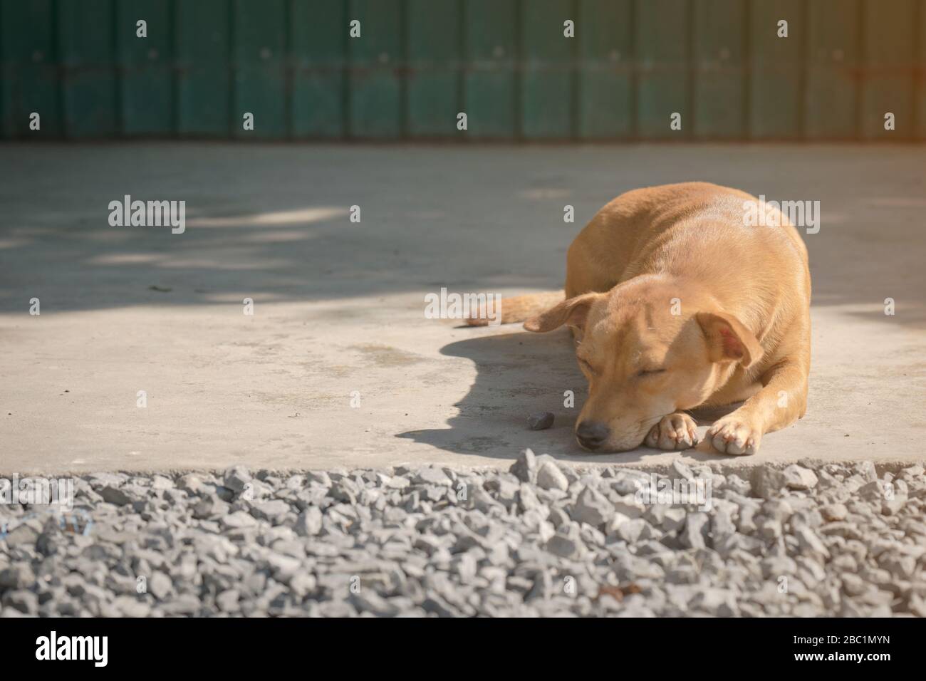 Small dog lay down and sleep on the concrete floor Stock Photo - Alamy