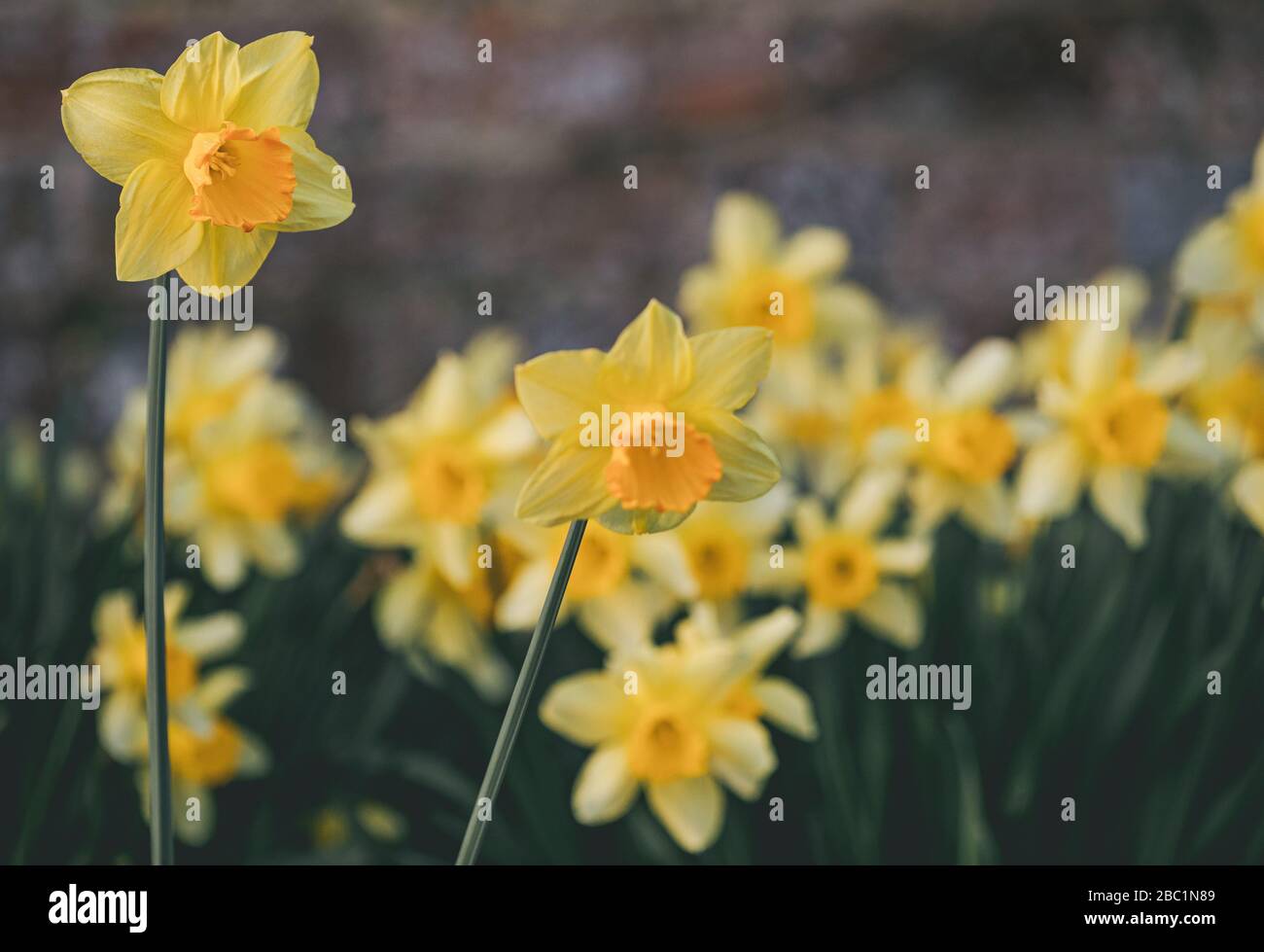 Spring daffodils in the grounds of Waterperry Gardens in Oxfordshire ...