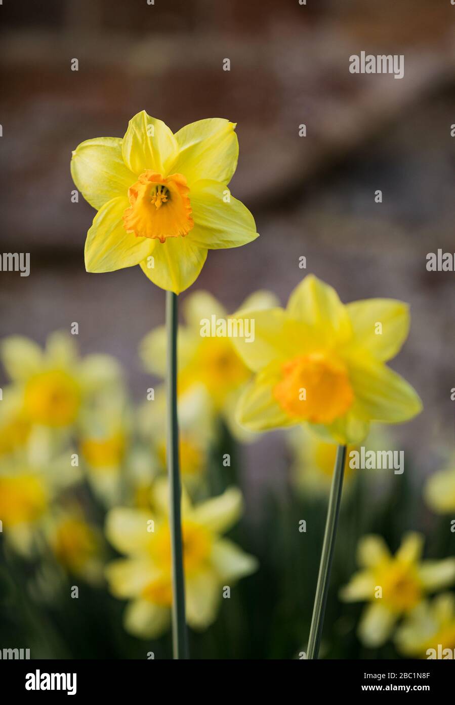 Spring daffodils in the grounds of Waterperry Gardens in Oxfordshire ...