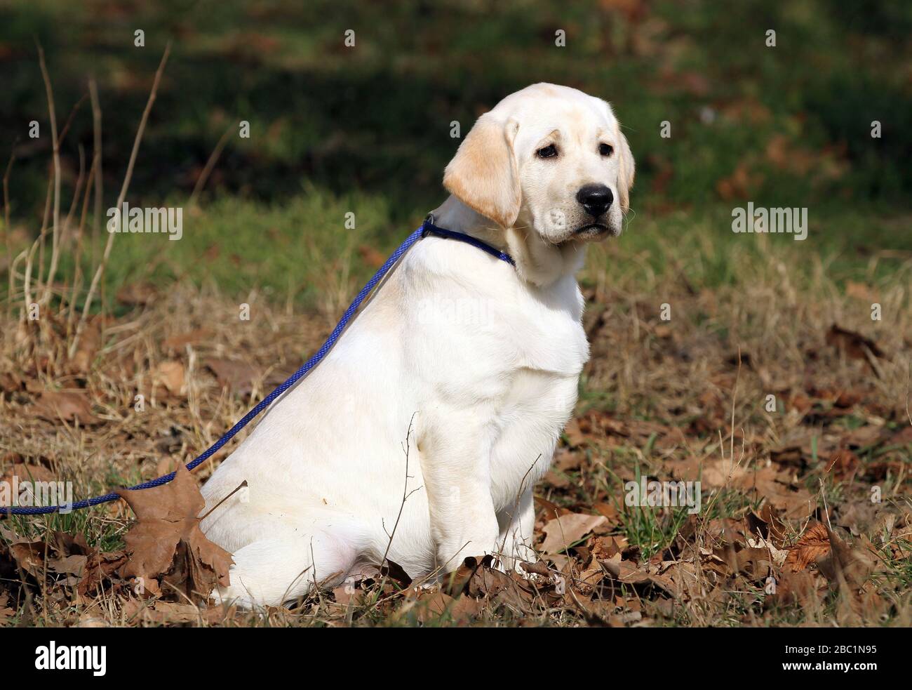 yellow labrador sitting in the park Stock Photo - Alamy