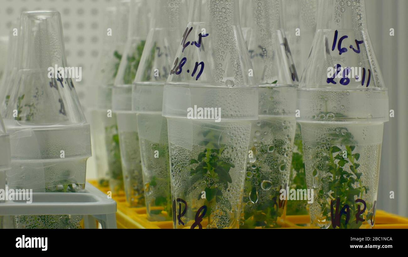 Research scientist medical plants capsicum and red pepper for medicinal ...