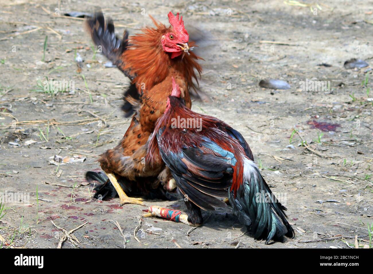 Two rivals fight evil rooster pecking and flapping the wings. Cocky ...