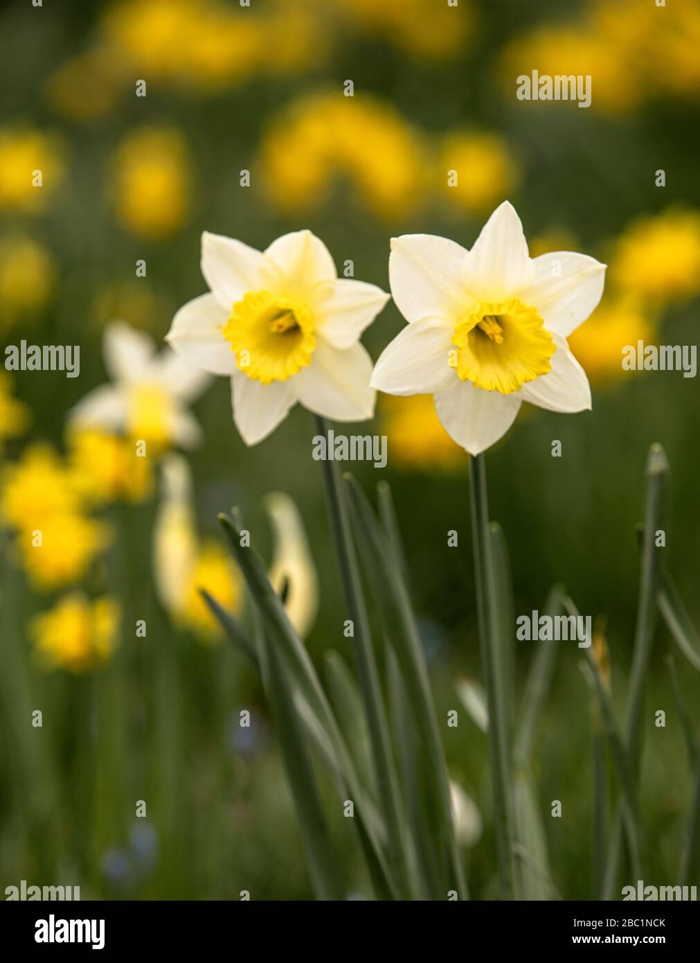 Early spring daffodils in the grounds of Waddesdon Manor Stock Photo ...