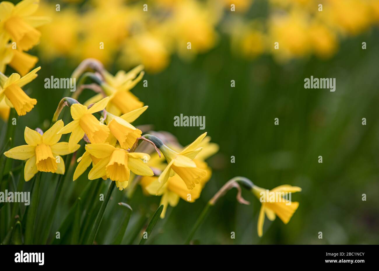 Early spring daffodils in the grounds of Waddesdon Manor Stock Photo ...