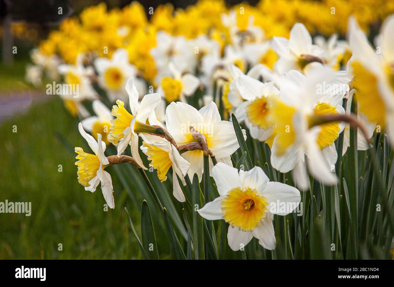 Roadside spring daffodils in the rural Oxfordshire countryside Stock ...