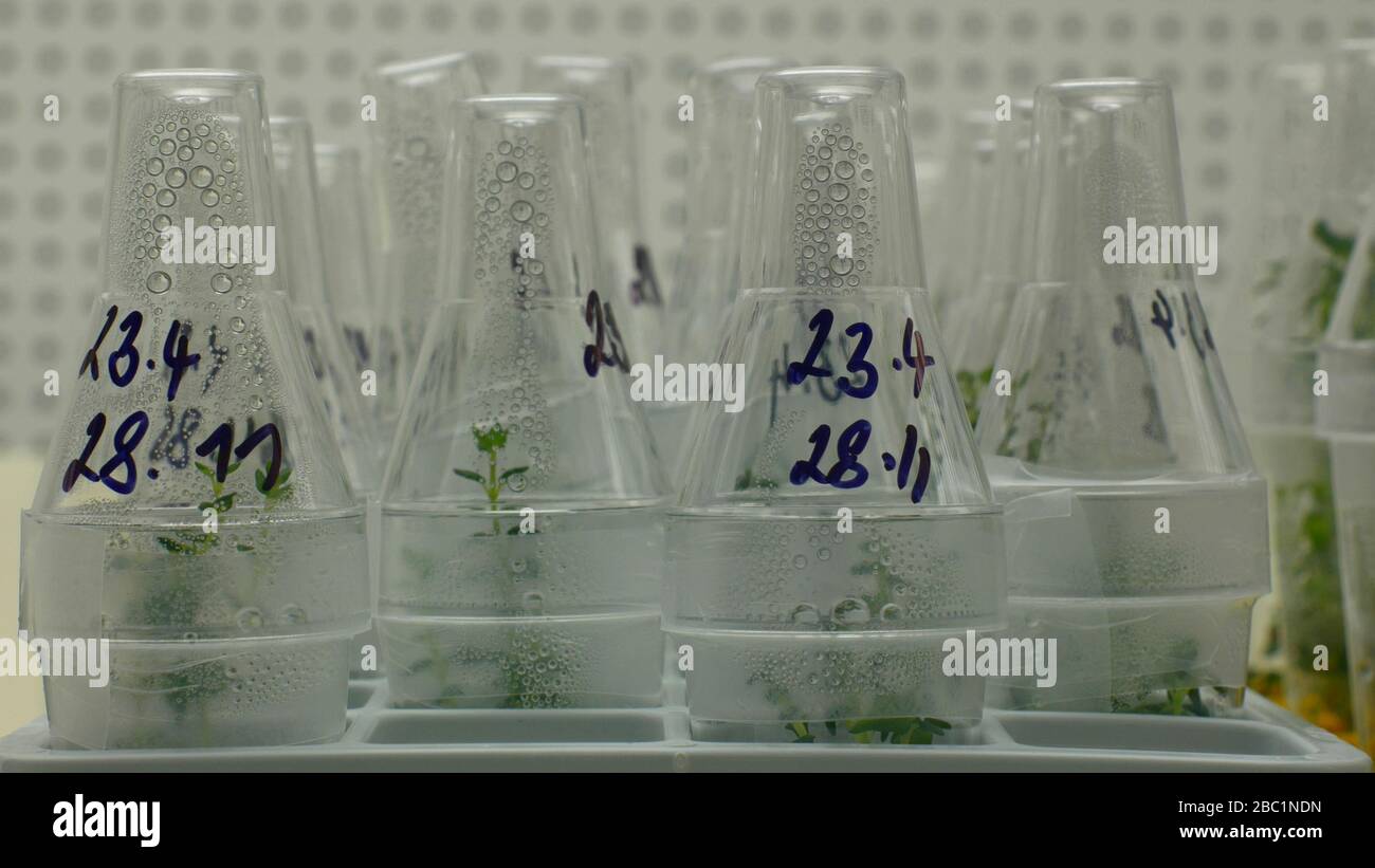 Research scientist medical plants capsicum and red pepper for medicinal ...