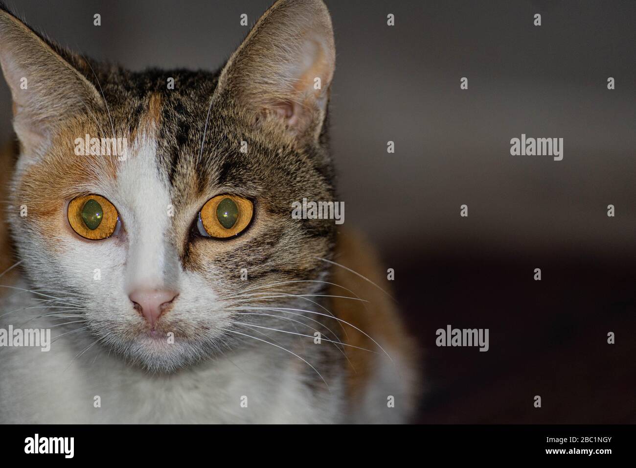 Homeless animal hi-res stock photography and images - Alamy