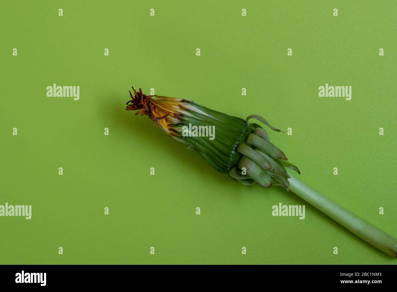 Closed dandelion flower seen against a uniform colourful background ...