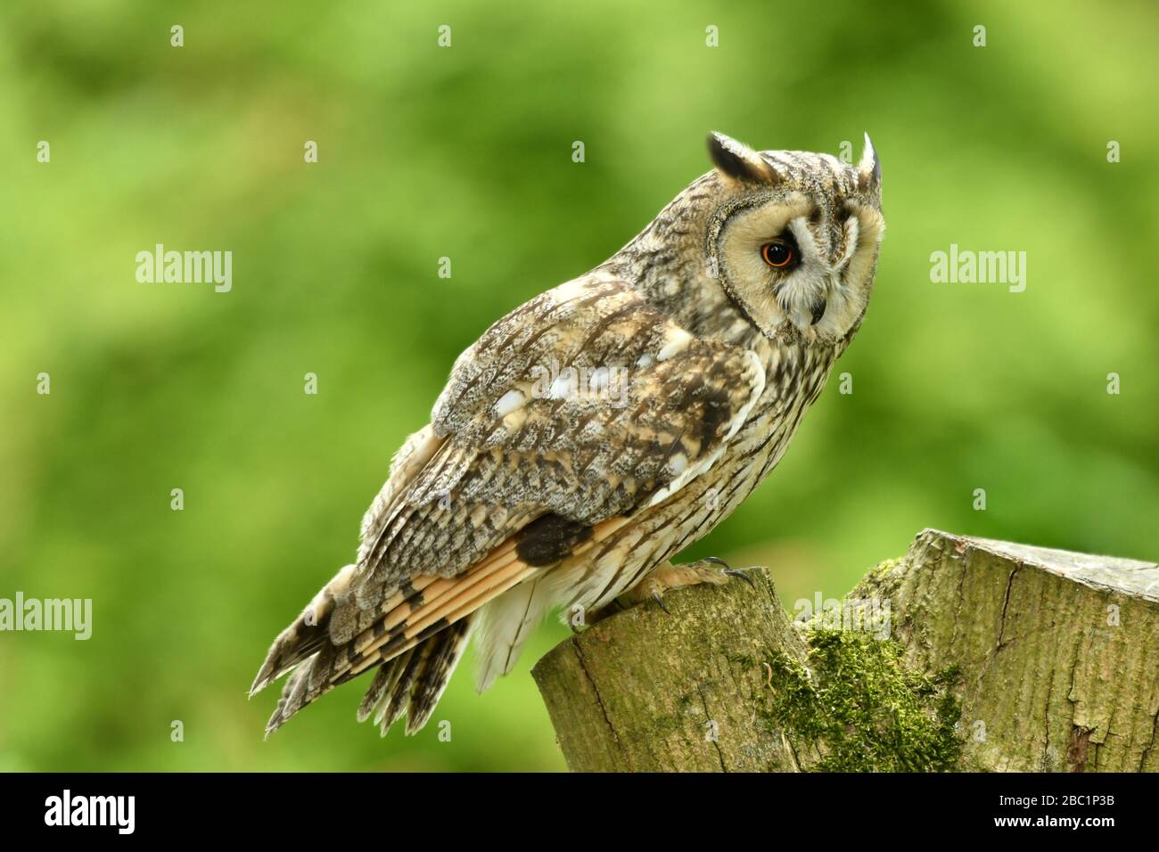 Lesser horned owl hi-res stock photography and images - Alamy