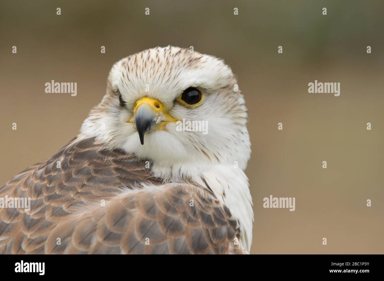 Saker falcon hi-res stock photography and images - Alamy