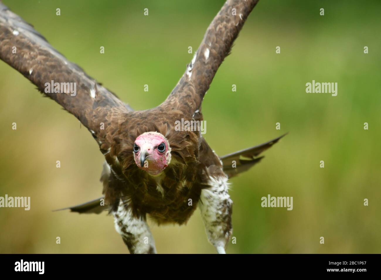 Volture High Resolution Stock Photography and Images - Alamy