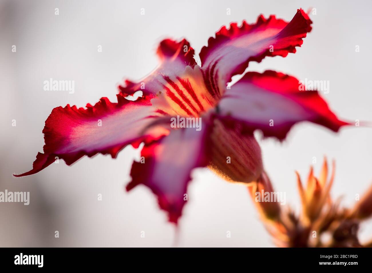 A close up macro photograph of a beautiful pink Impala lily at sunrise ...