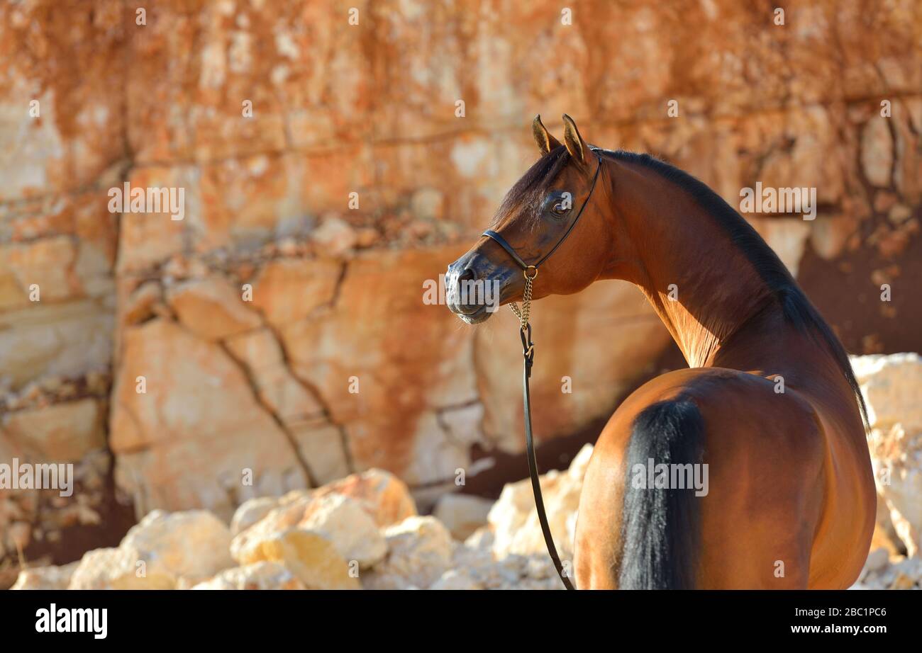 Clipped Bay High Resolution Stock Photography and Images - Alamy