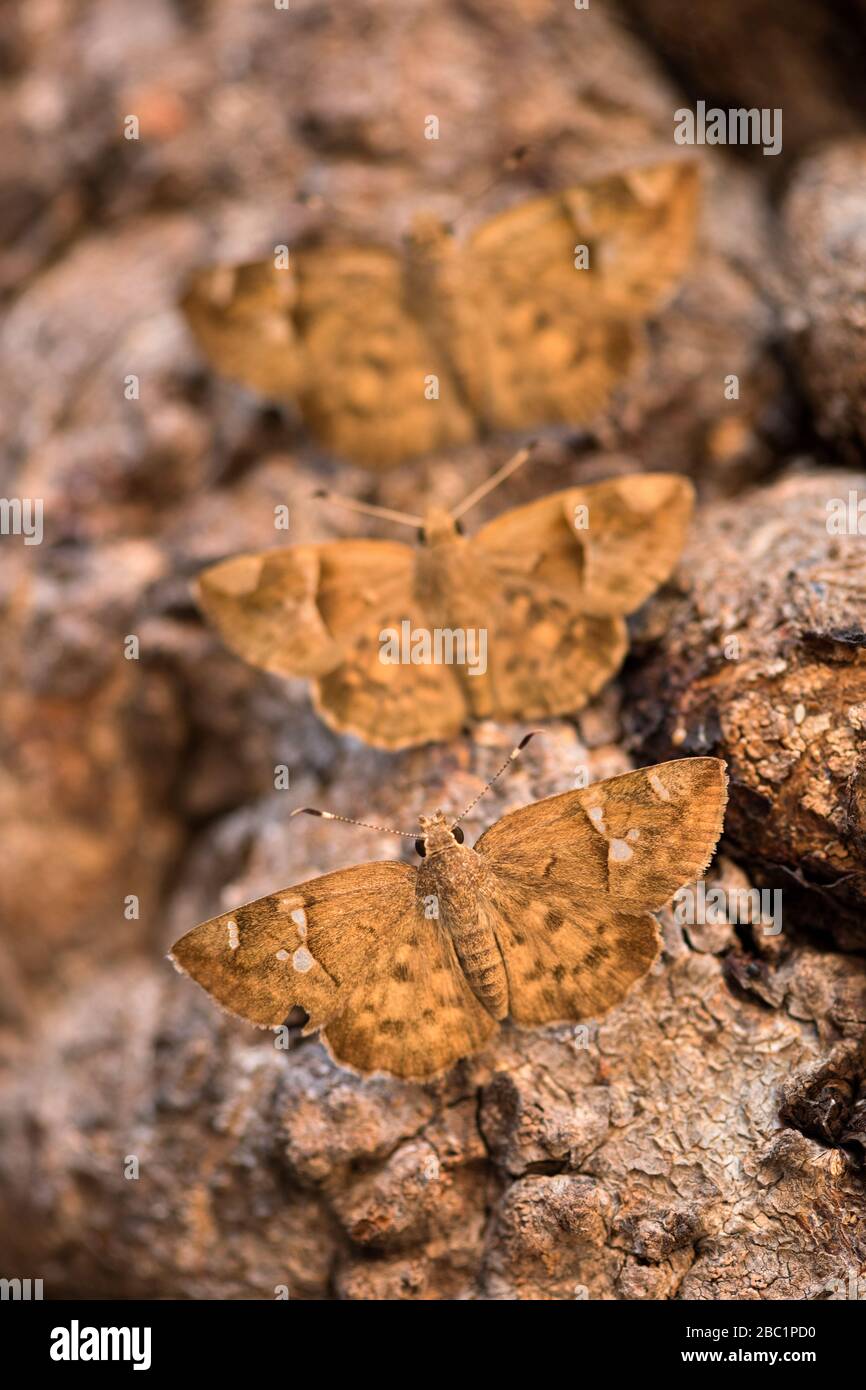 A vertical close up macro photograph of three brown moths sitting on ...