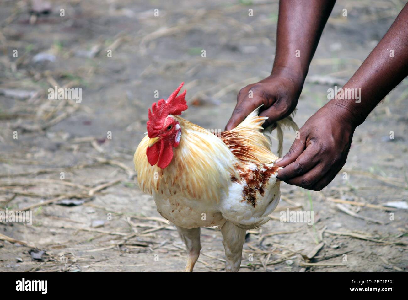 Preparation of traditional cockfighting competition in India. Fighter ...
