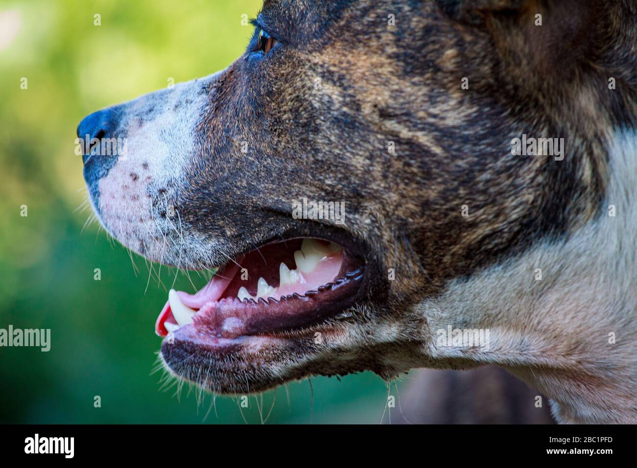 Muzzle of a large evil guard dog with large teeth close-up. The open ...